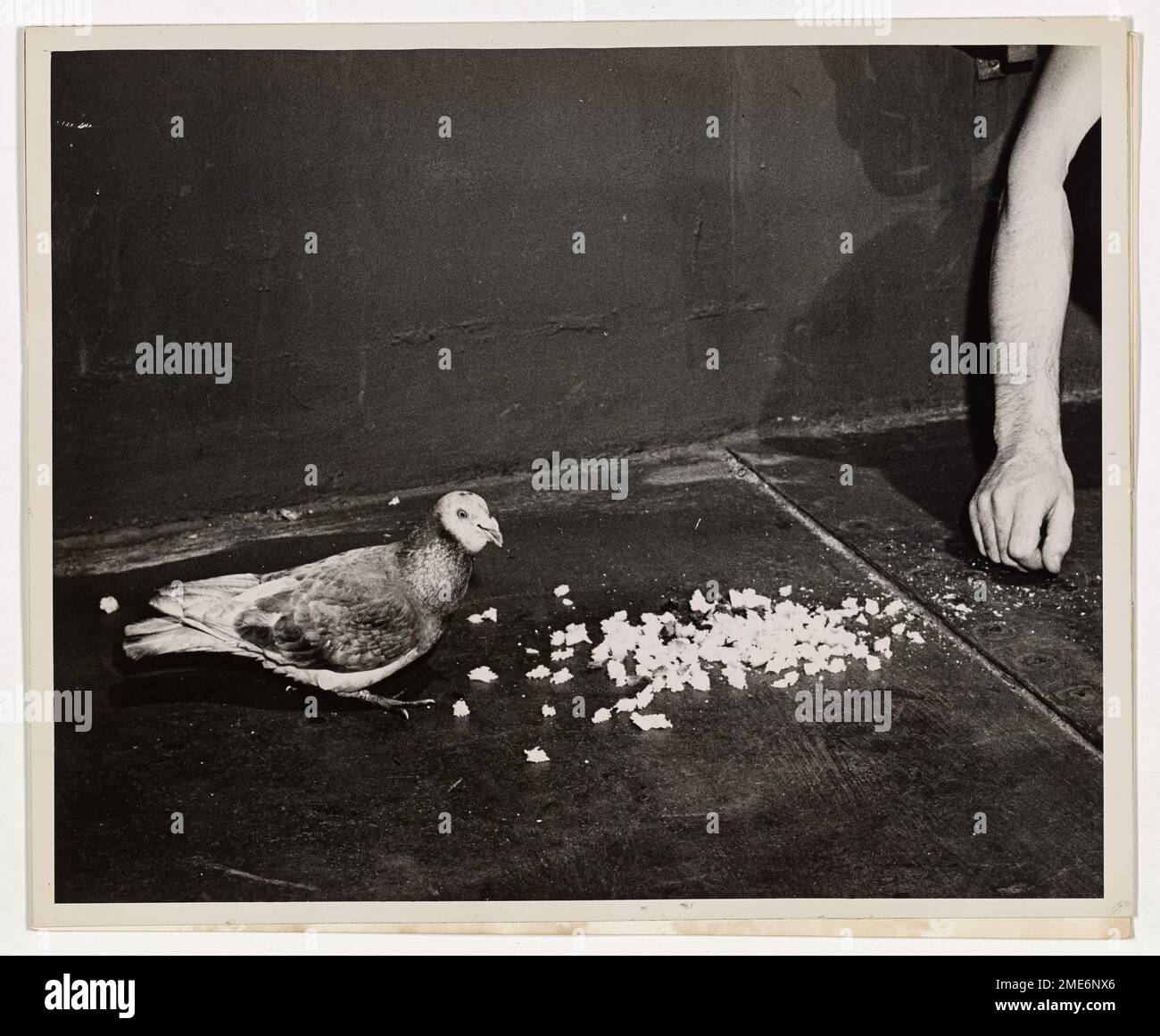 This image shows Pierre the pigeon being fed by the crew of a Coast ...