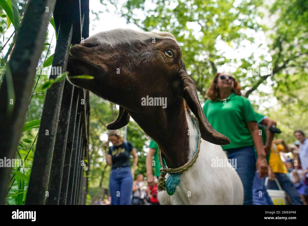 Chalupa, a goat, eats at Riverside Park during the second-ever "Running ...