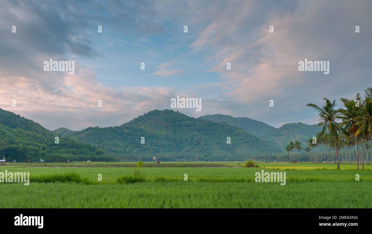 Beautiful morning view from rice field with mountain background Stock ...