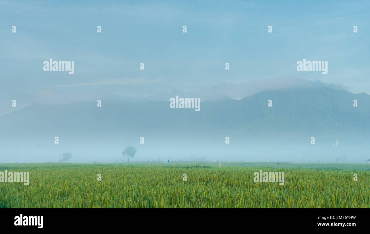 Sunrise in the rice field with fog background Stock Photo - Alamy