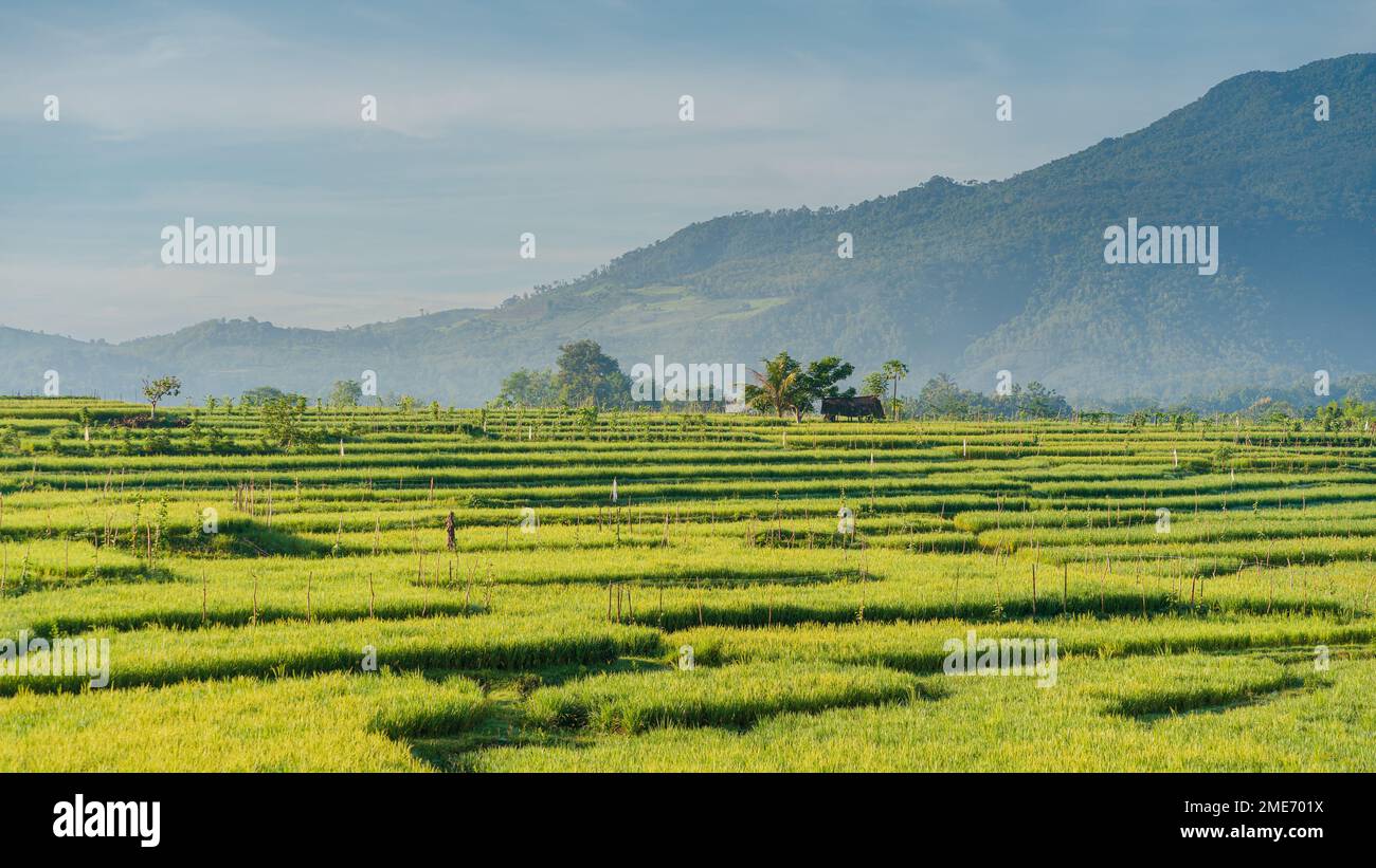 Beautiful morning view of rice field and mountain Stock Photo - Alamy