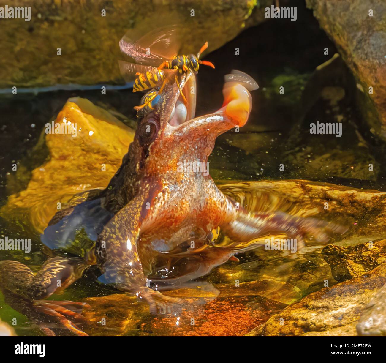 Rana chensinensis hi-res stock photography and images - Alamy