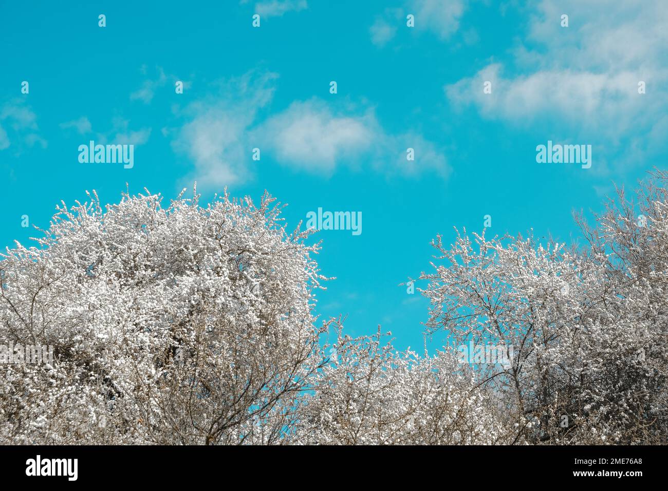 flowering trees on a blue sky background. white flowering branches ...