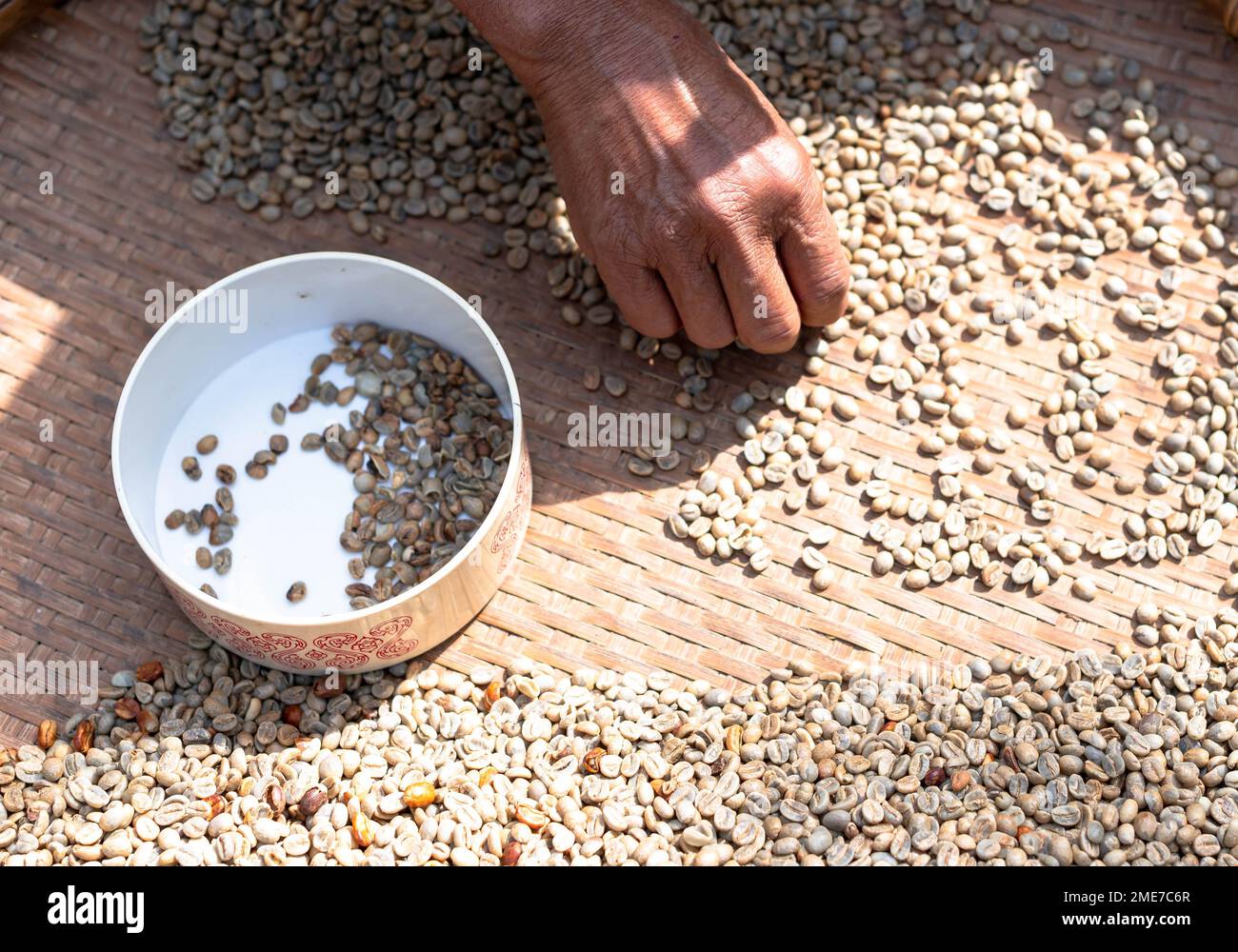 Farmers sort rotten and fresh coffee beans before drying. traditional ...