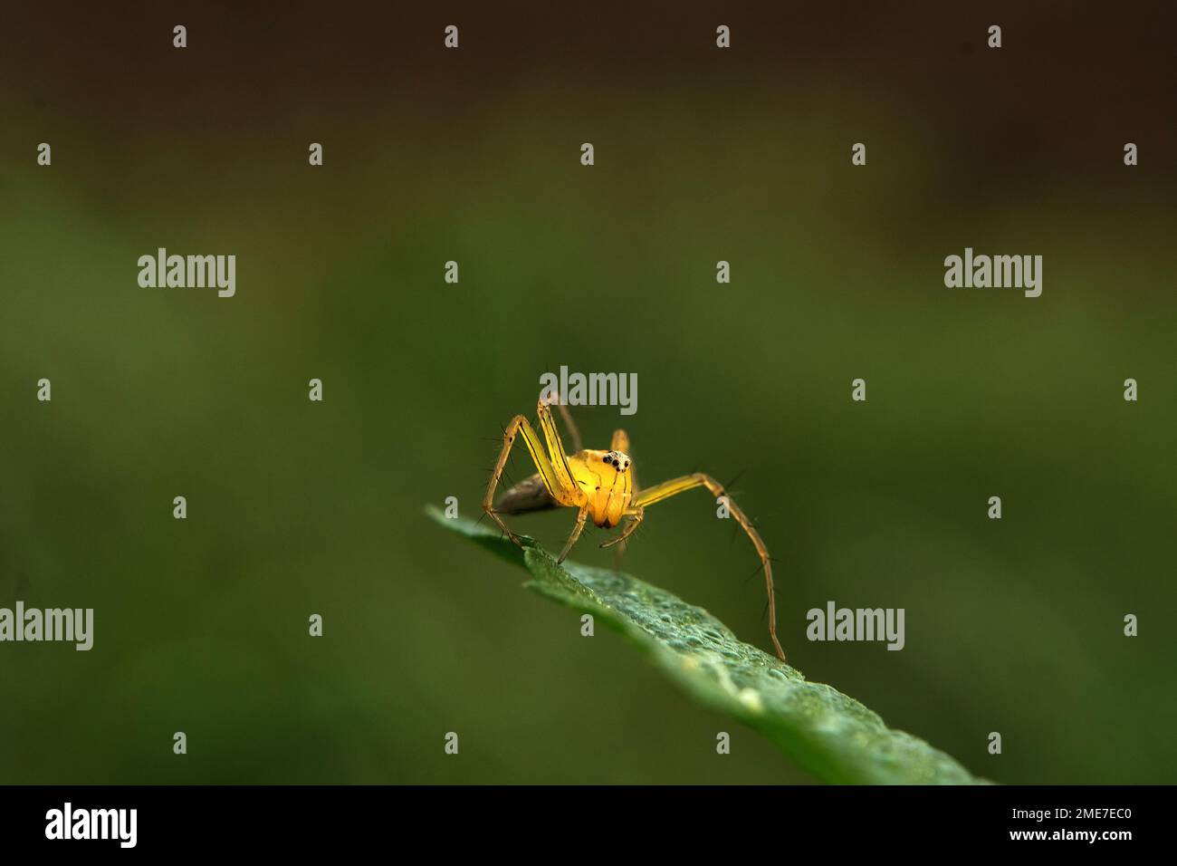Close up of Oxyopes salticus or known as the striped lynx spider Stock ...