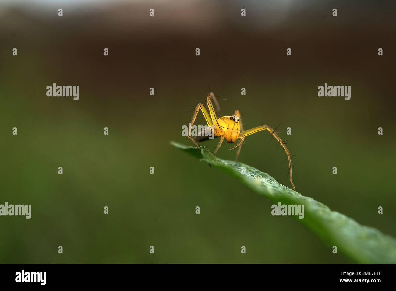 Close up of Oxyopes salticus or known as the striped lynx spider Stock ...