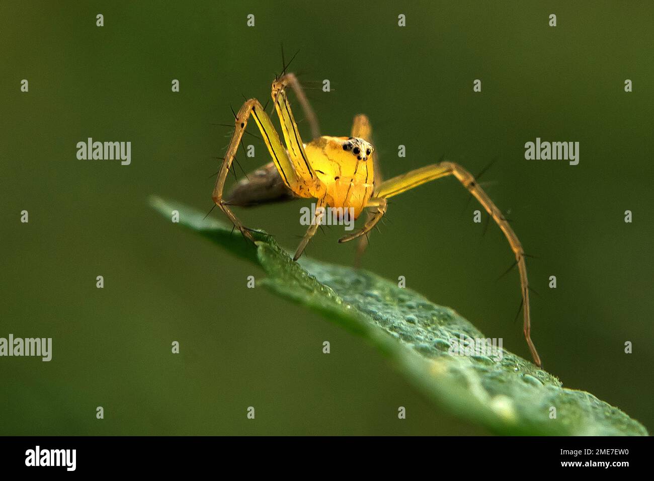 Close up of Oxyopes salticus or known as the striped lynx spider Stock ...