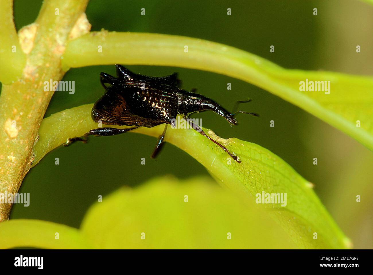 Four spineback weevil (Scolopterus aequus Stock Photo - Alamy