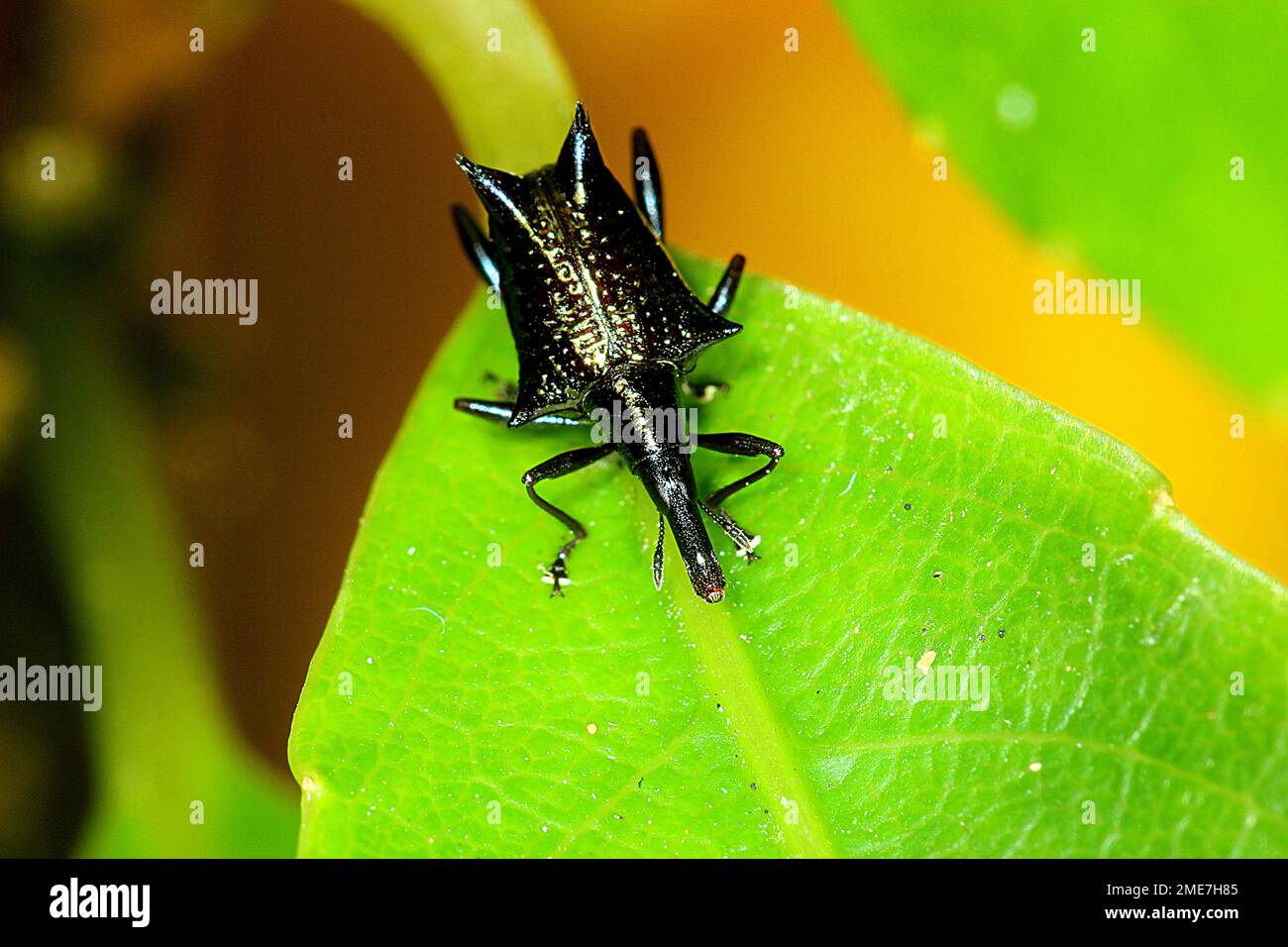 Four spineback weevil (Scolopterus aequus Stock Photo - Alamy
