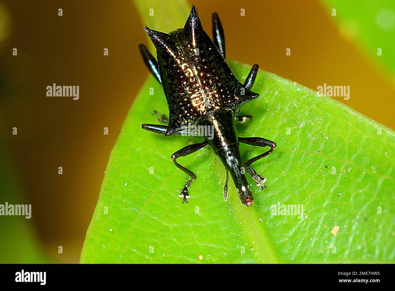 Four spineback weevil (Scolopterus aequus Stock Photo - Alamy