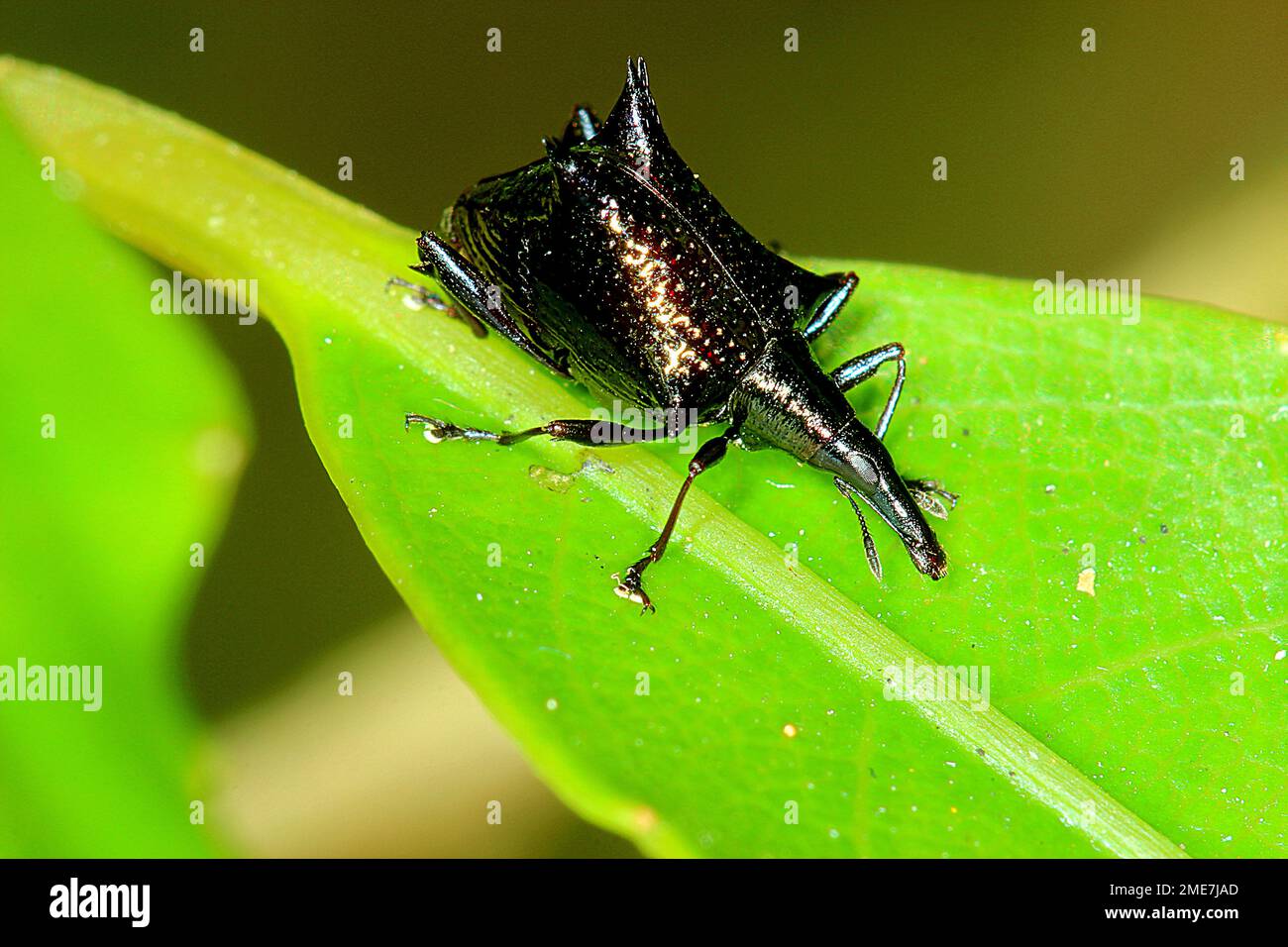 Four spineback weevil (Scolopterus aequus Stock Photo - Alamy