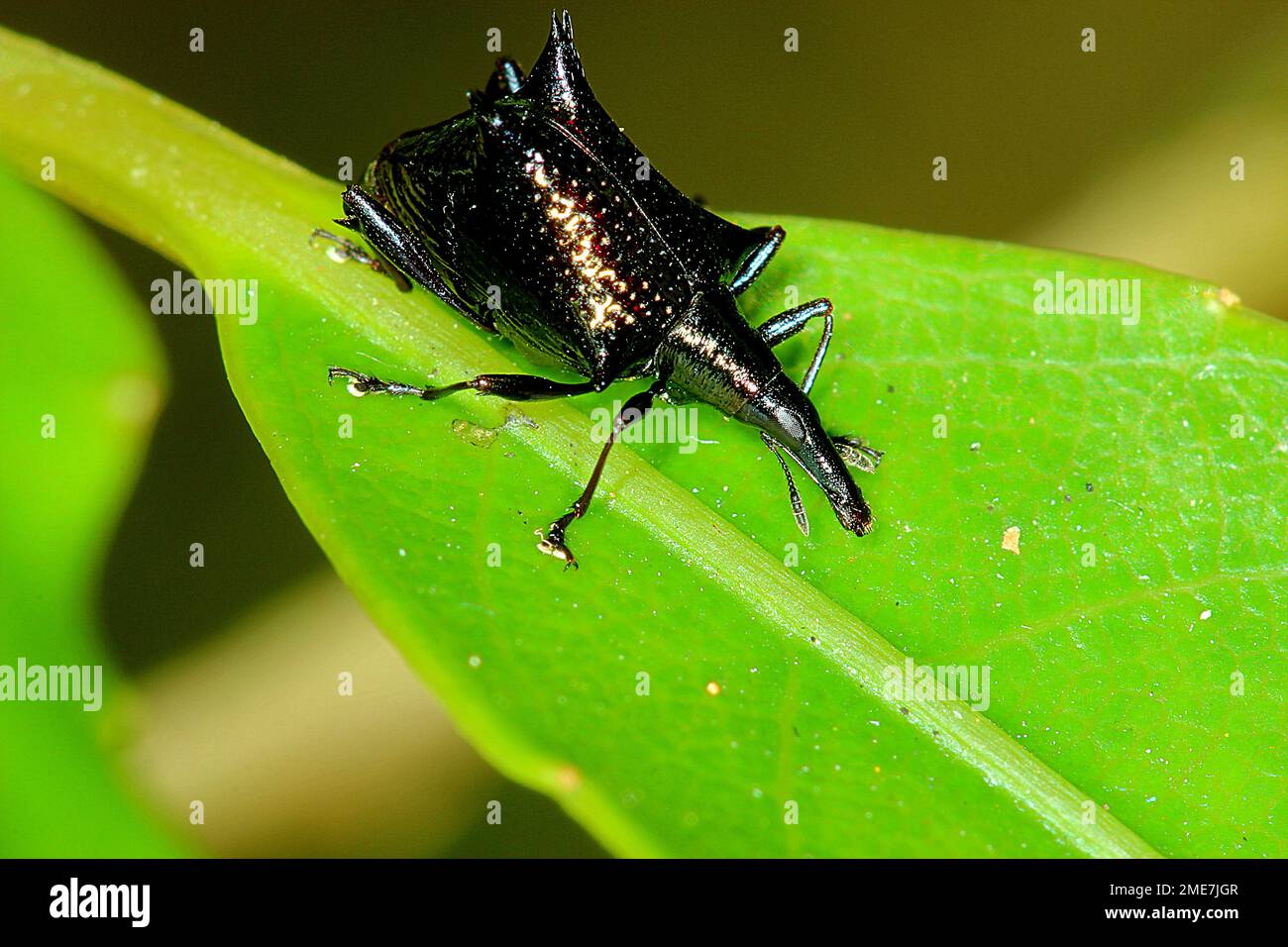 Four spineback weevil (Scolopterus aequus Stock Photo - Alamy