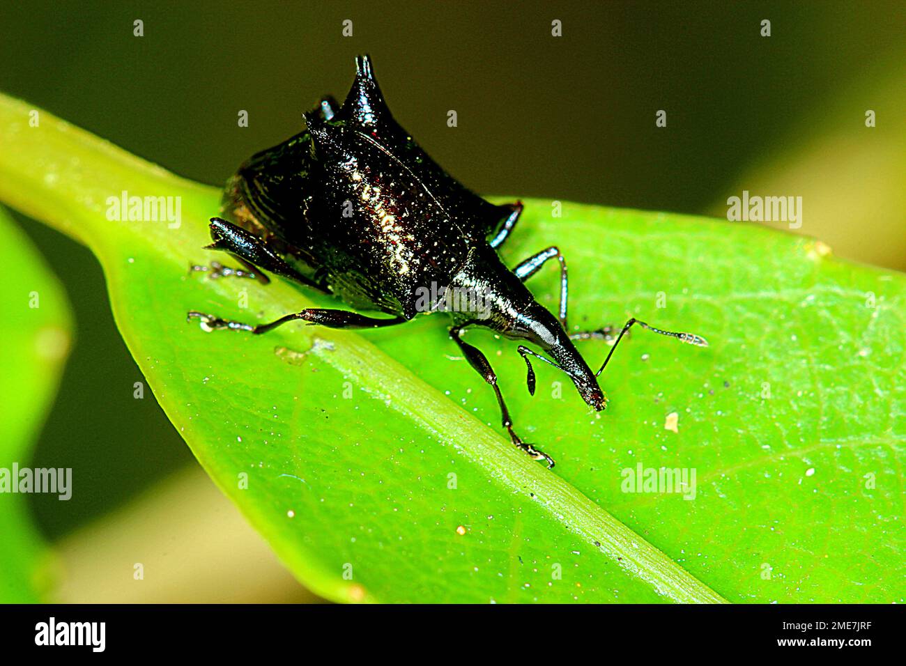 Four spineback weevil (Scolopterus aequus Stock Photo - Alamy