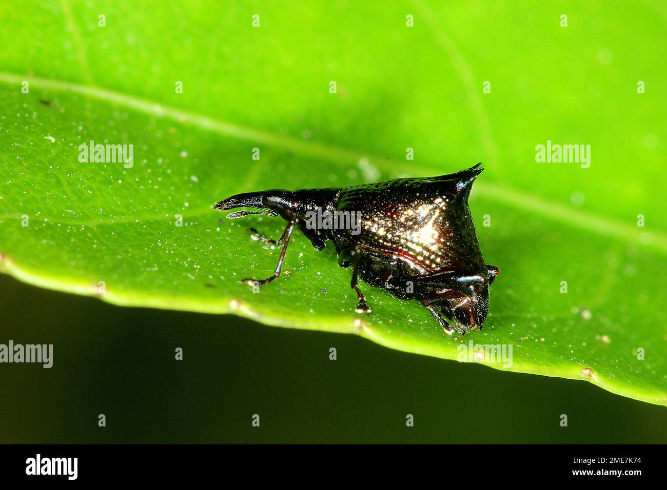 Four spineback weevil (Scolopterus aequus Stock Photo - Alamy