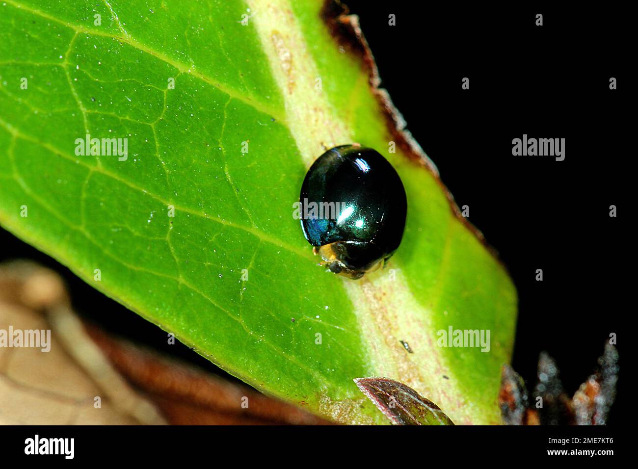Steelblue lady beetle (Halmus chalybeus Stock Photo - Alamy