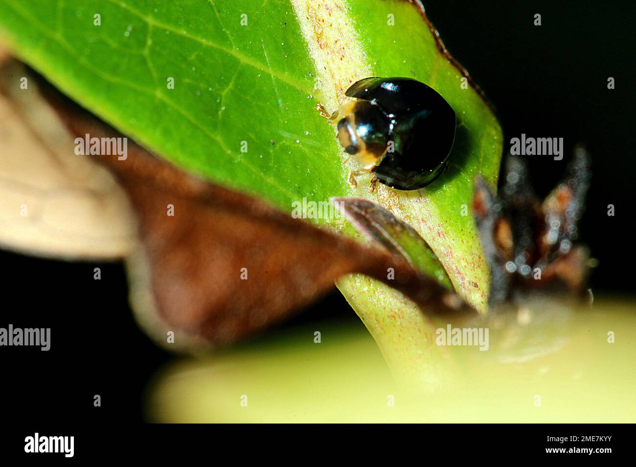 Steelblue lady beetle (Halmus chalybeus Stock Photo - Alamy