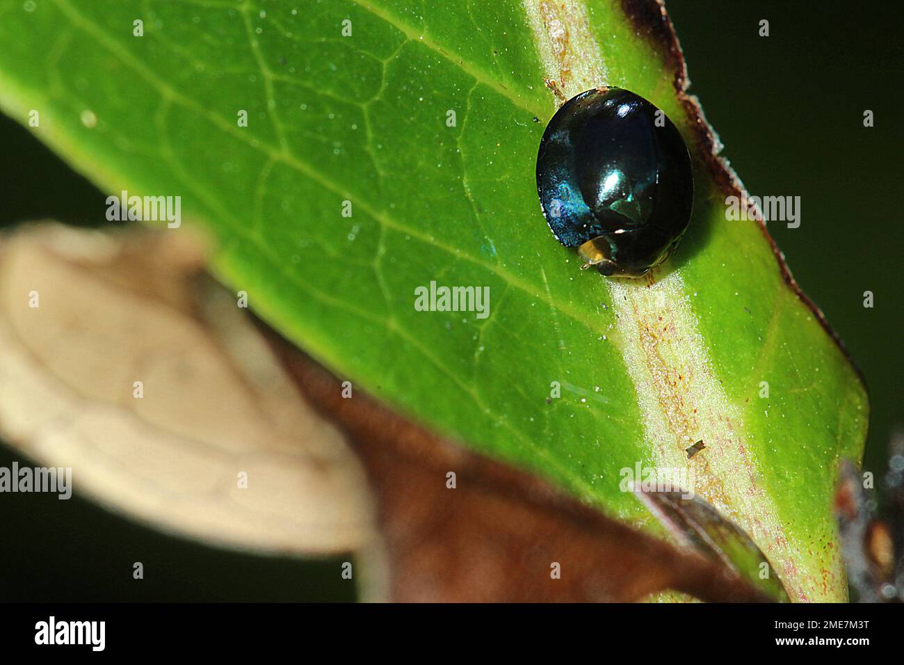 Steelblue lady beetle (Halmus chalybeus Stock Photo - Alamy