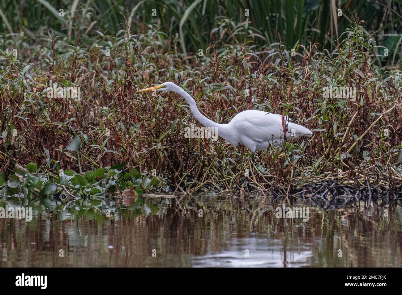 A great egret in the Lousiana swamp Stock Photo - Alamy