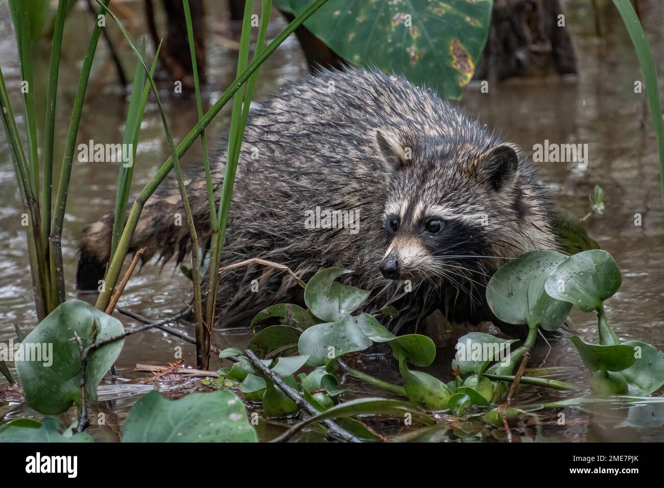 A raccoon pictured in a Louisiana swamp Stock Photo - Alamy