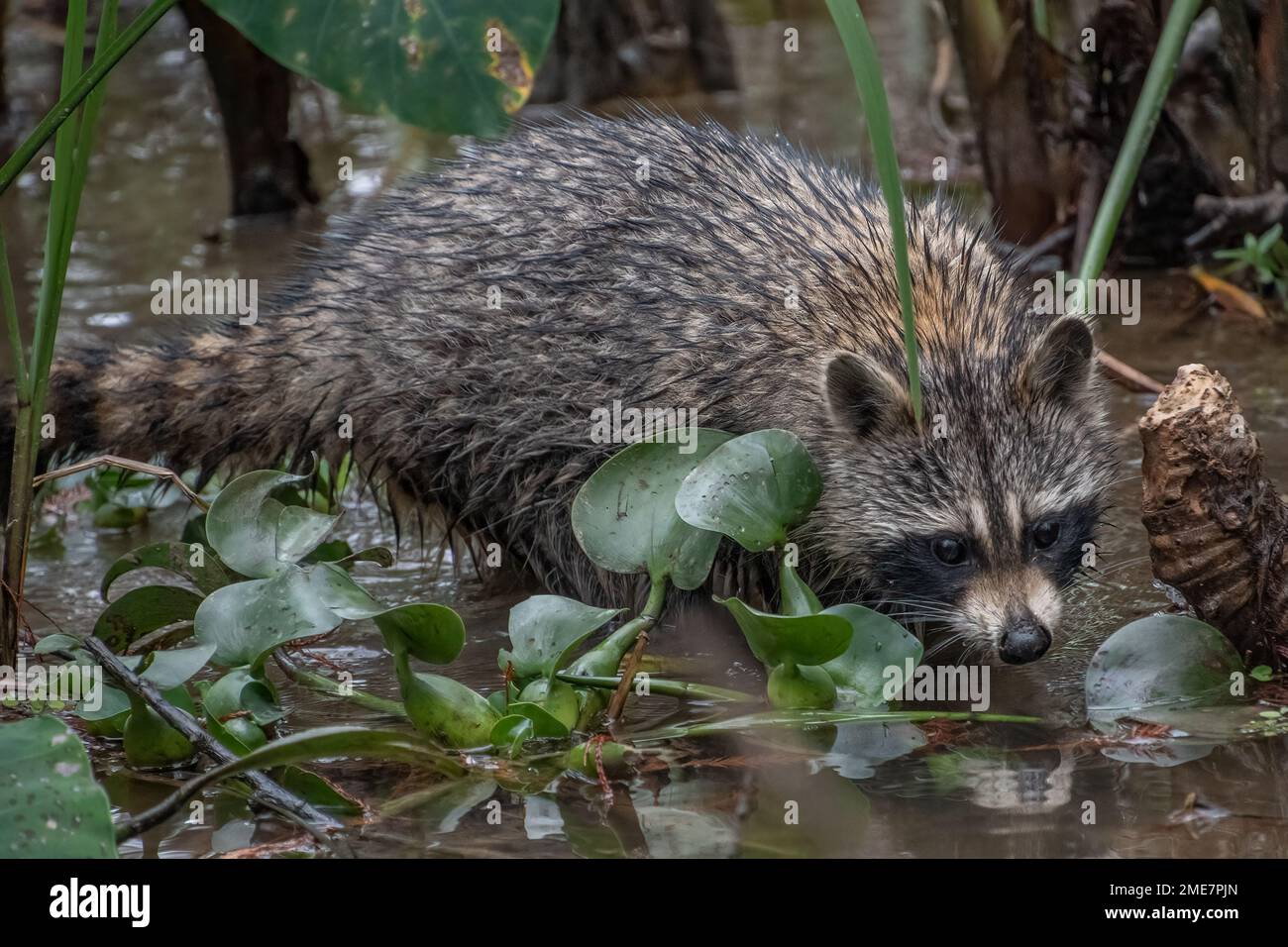 A raccoon pictured in a Louisiana swamp Stock Photo - Alamy