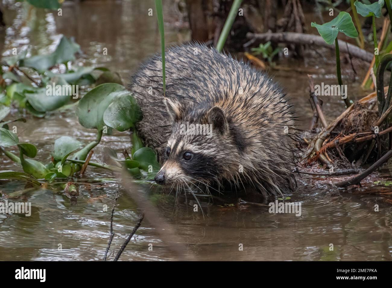 A raccoon pictured in a Louisiana swamp Stock Photo - Alamy