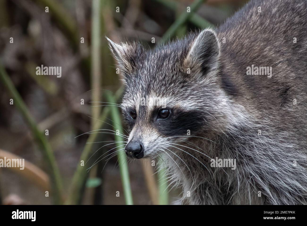 A raccoon pictured in a Louisiana swamp Stock Photo - Alamy
