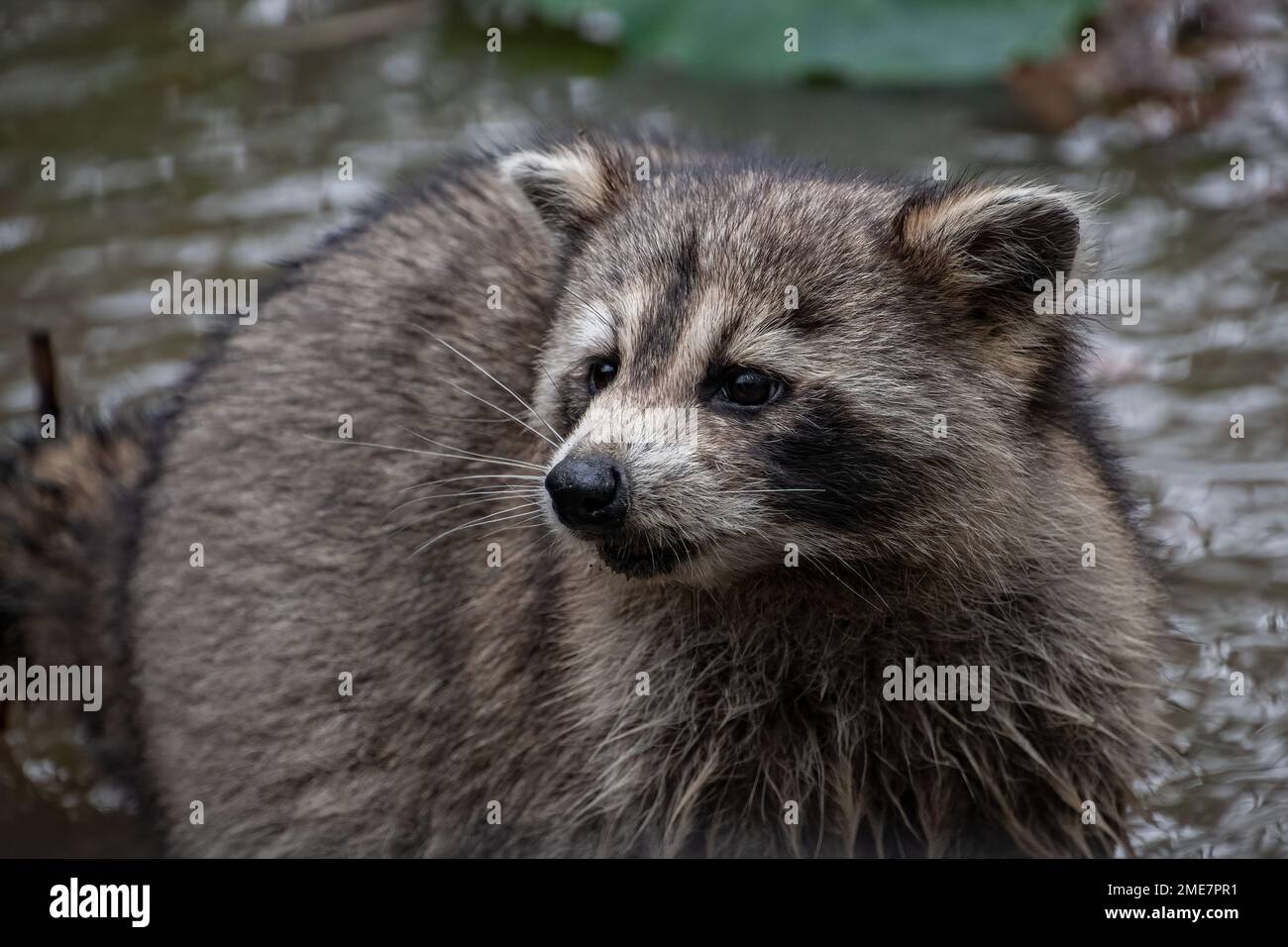 A raccoon pictured in a Louisiana swamp Stock Photo - Alamy