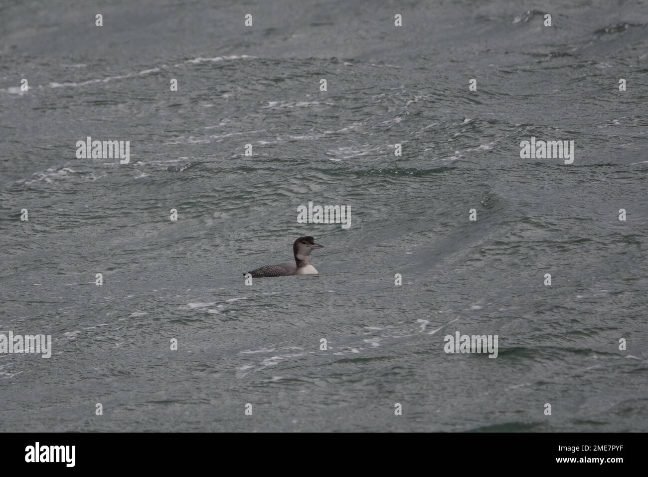 Non breeding or immature common loon hi-res stock photography and ...