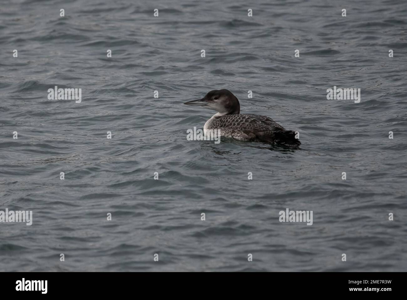 Common loon in non-breeding plumage Stock Photo - Alamy