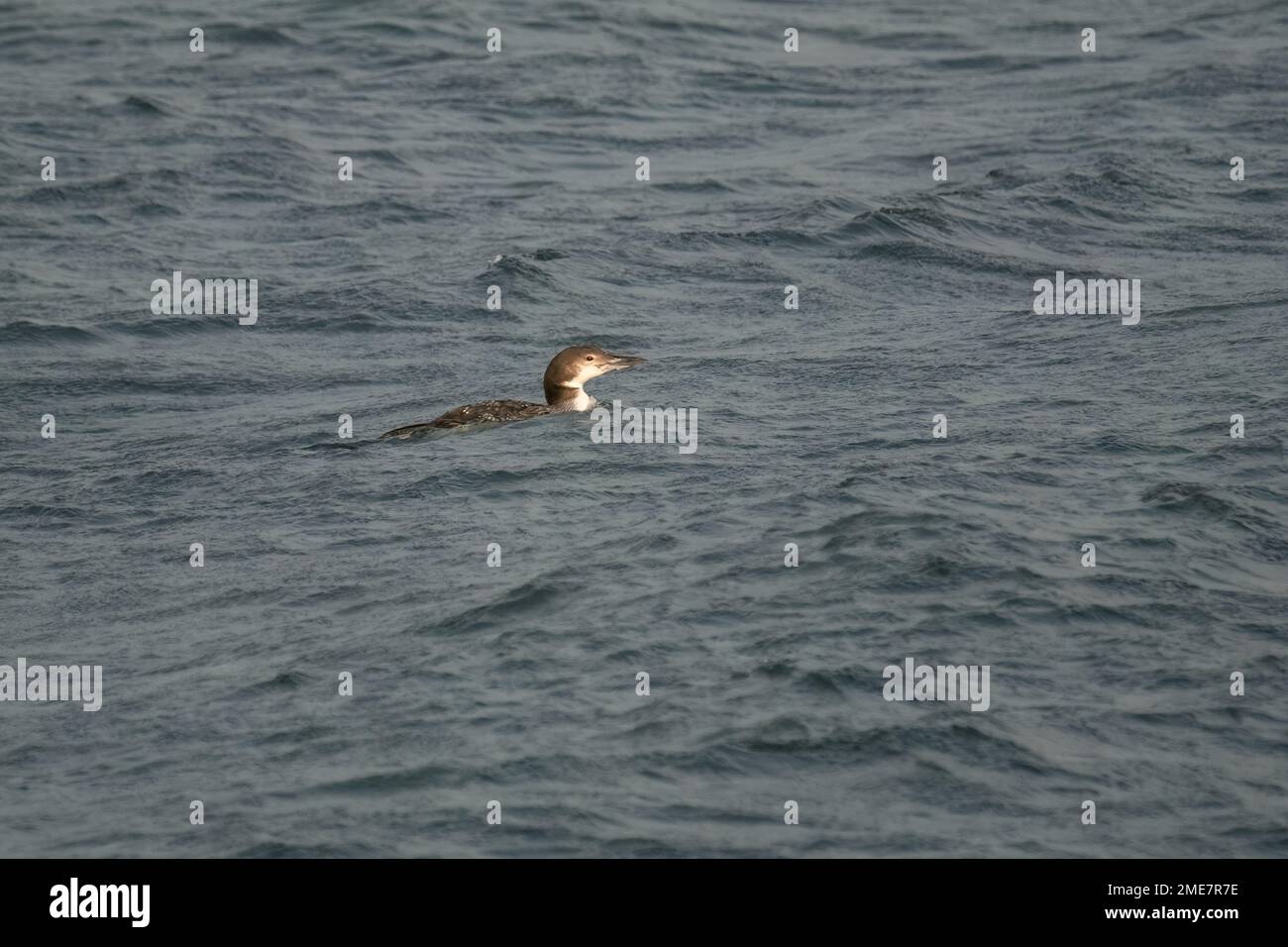 Common loon in non-breeding plumage Stock Photo - Alamy
