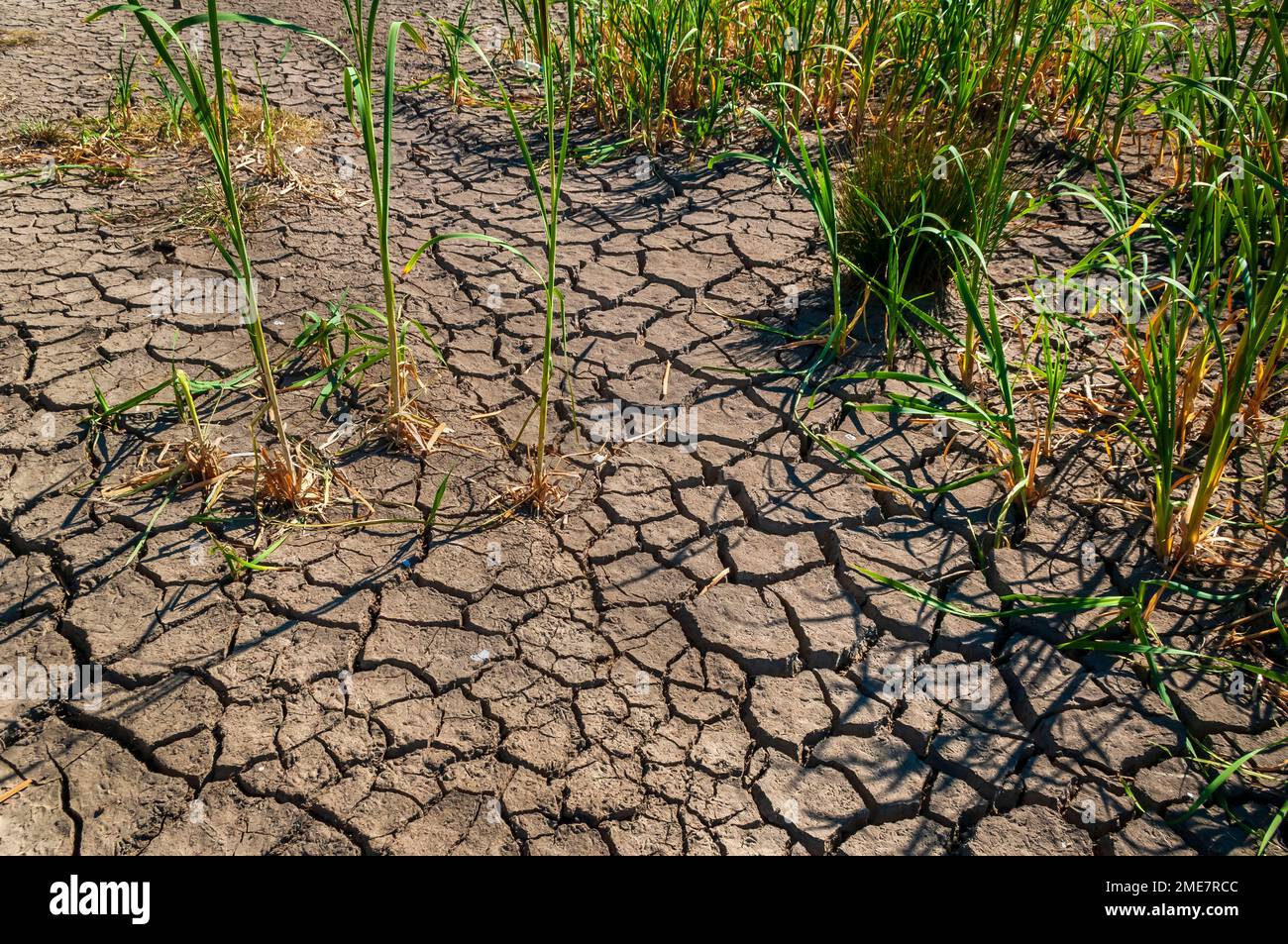 Cracked mud and rushes at the site of a demolished firebrick factory at ...