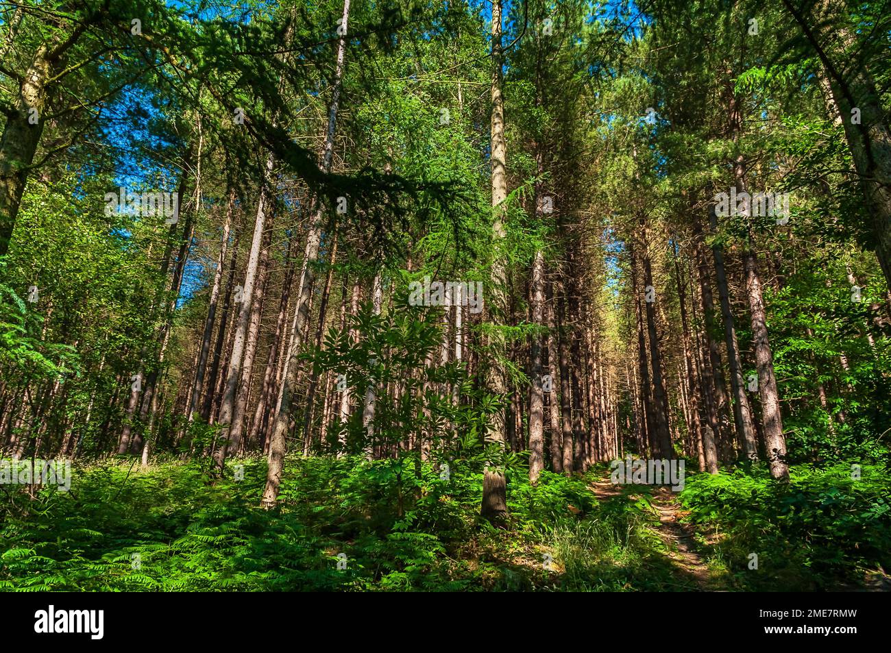 Tightly-packed plantation of evergreen trees grown for timber in ...