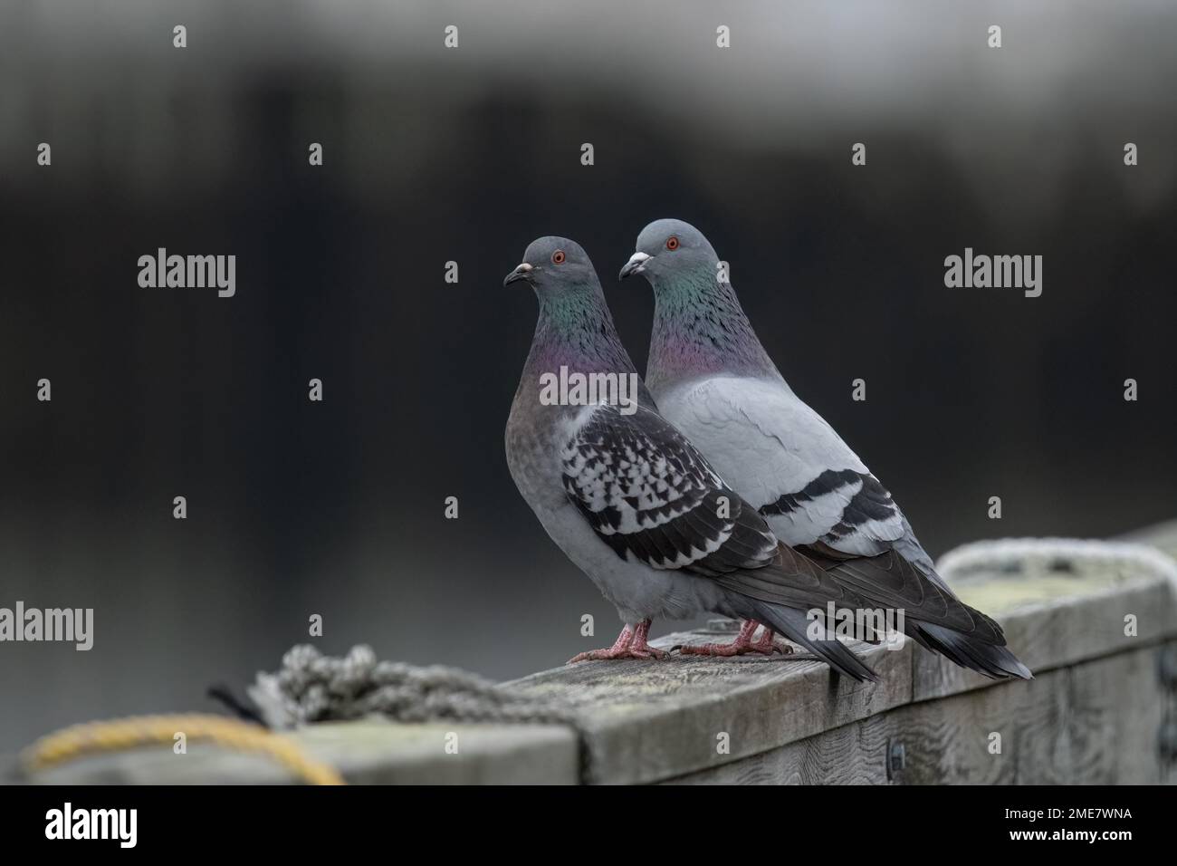 A male and female rock pigeon on handrail Stock Photo - Alamy