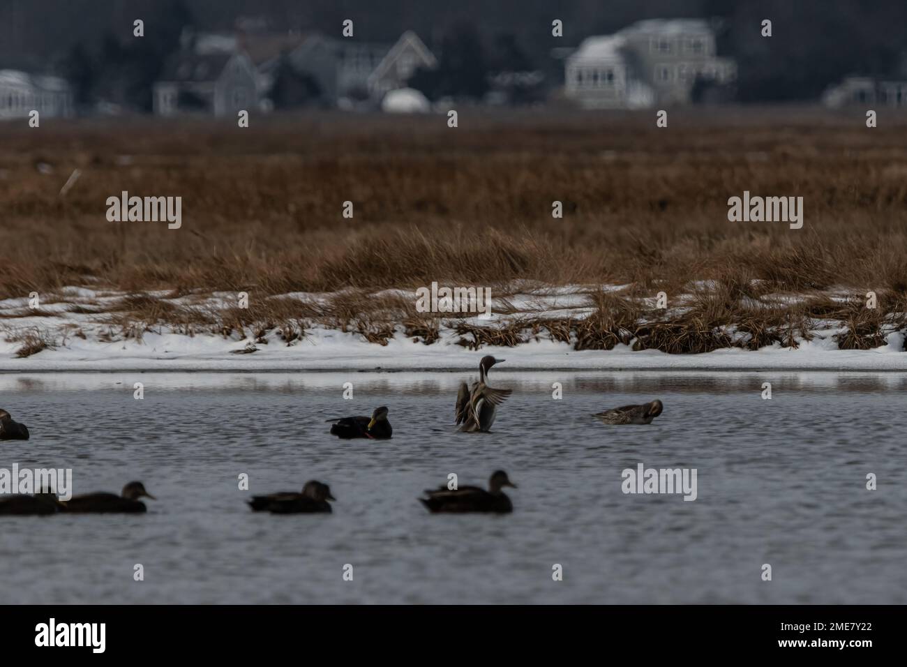 Group of Northern Pintail Ducks Stock Photo - Alamy