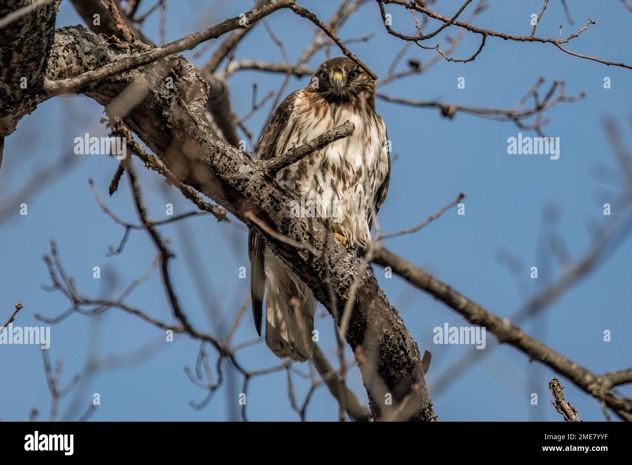 A red-tailed hawk perched on a tree branch Stock Photo - Alamy