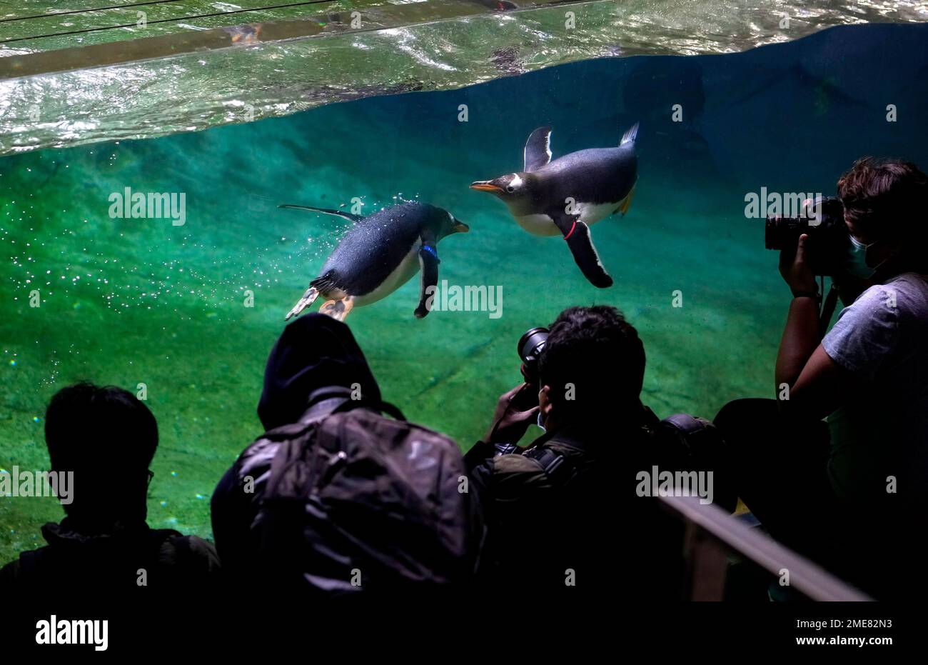 Photographers take photos of Gentoo penguin as they swim in their ...