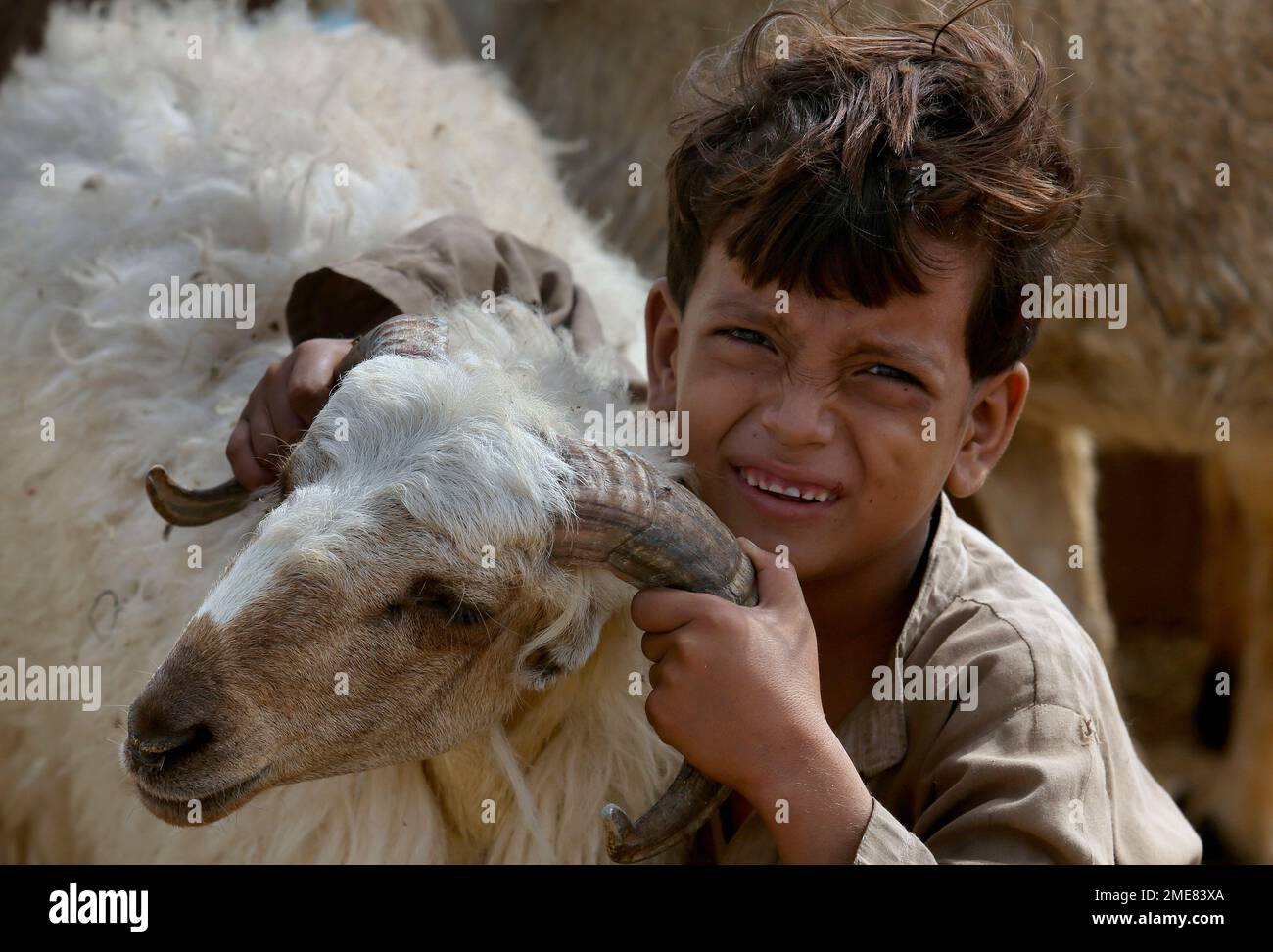 A boy poses for a photograph with sheep at a roadside cattle market set ...