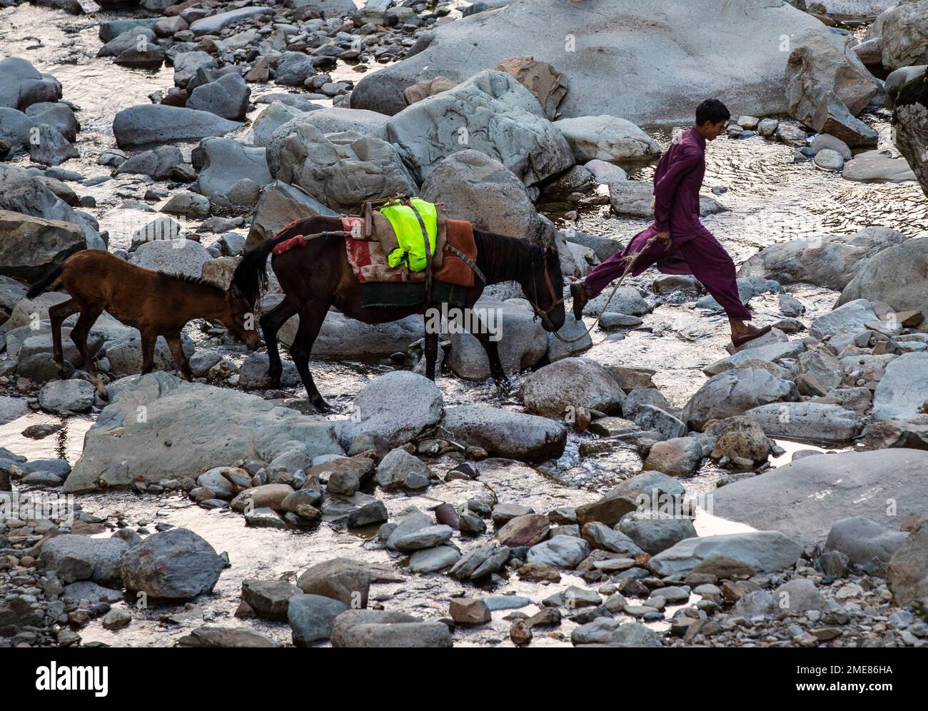 A Kashmiri nomadic Bakarwal crosses a stream on a hot summer day on the ...