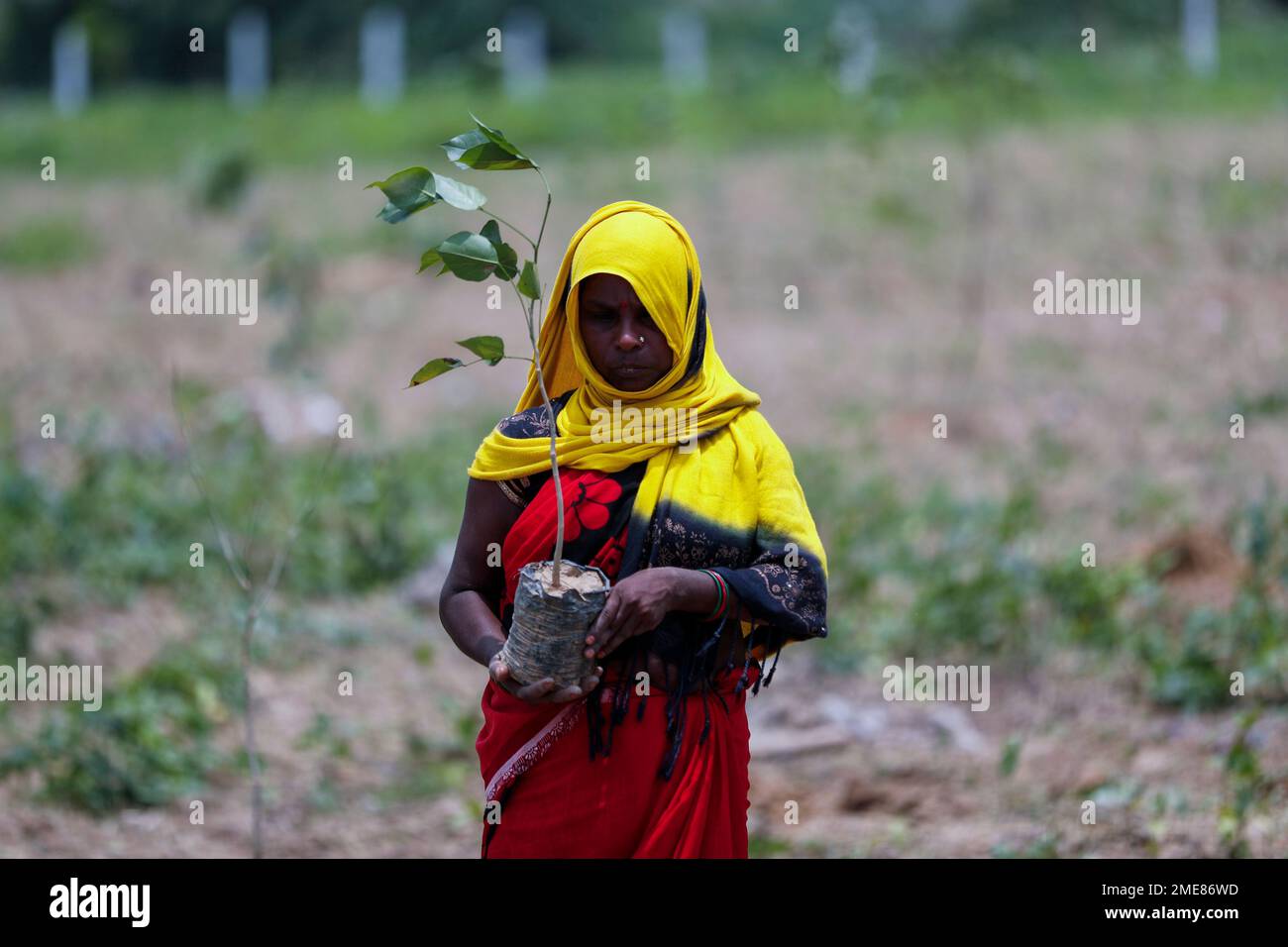 An Indian laborer prepares to plant saplings as part of an annual tree ...