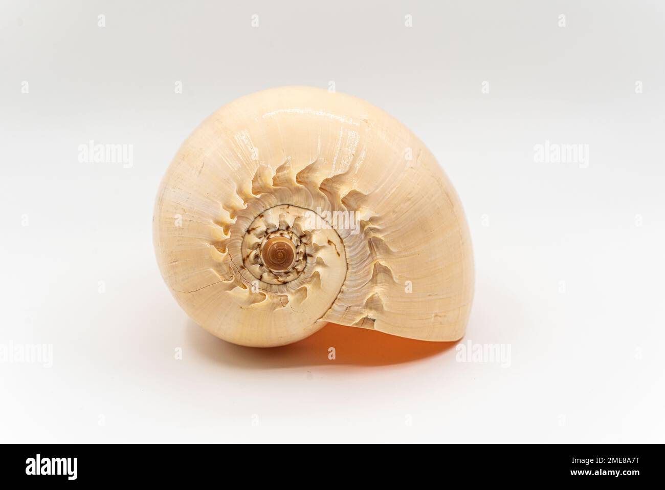 Nautilus shell section isolated on white background Stock Photo - Alamy