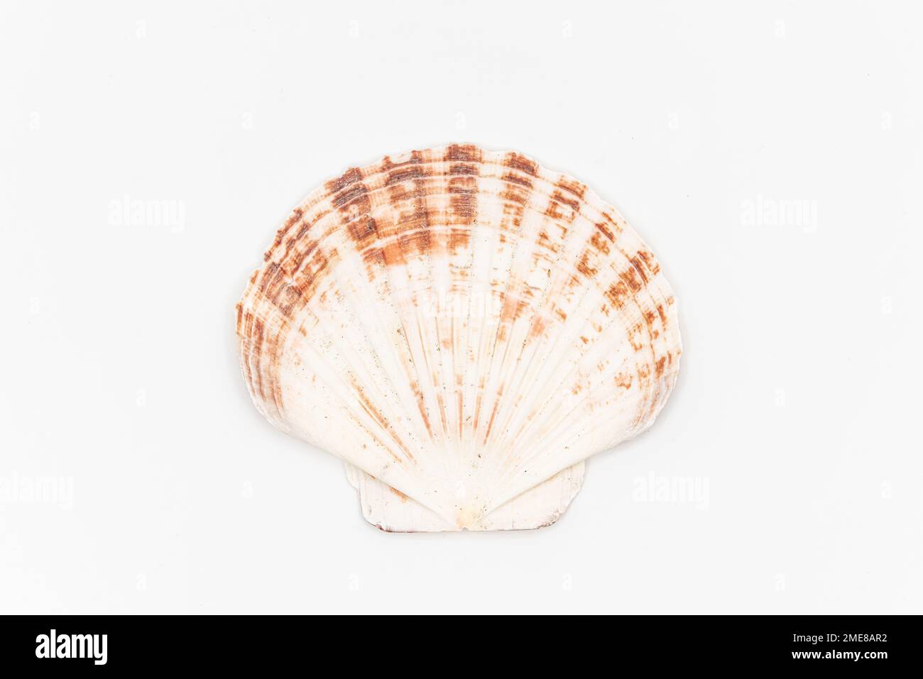Top view of scallops shell isolated on white Stock Photo - Alamy