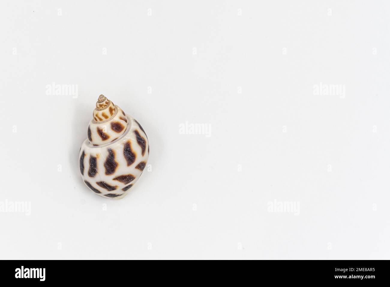 Isolated shells with white Background Stock Photo - Alamy