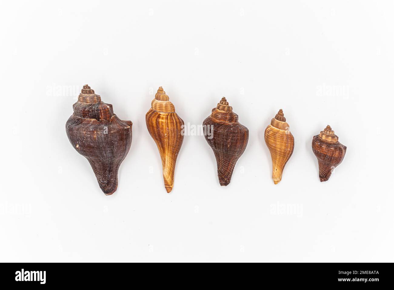 Isolated shells with white Background Stock Photo - Alamy