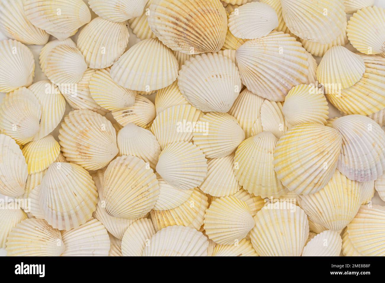 set of clam mollusc shells isolated on white background Stock Photo - Alamy
