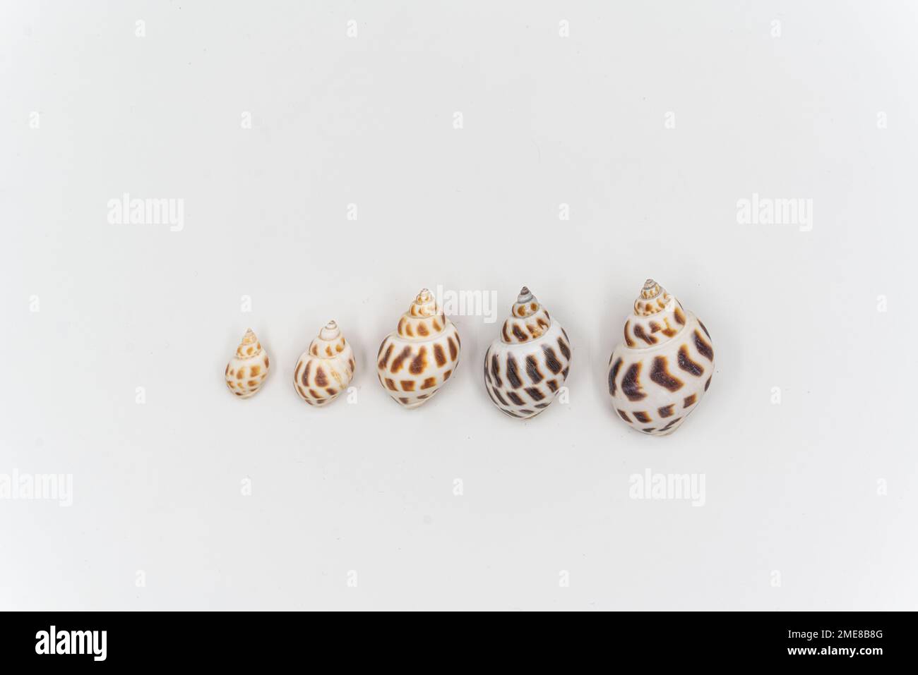 Isolated shells with white Background Stock Photo - Alamy