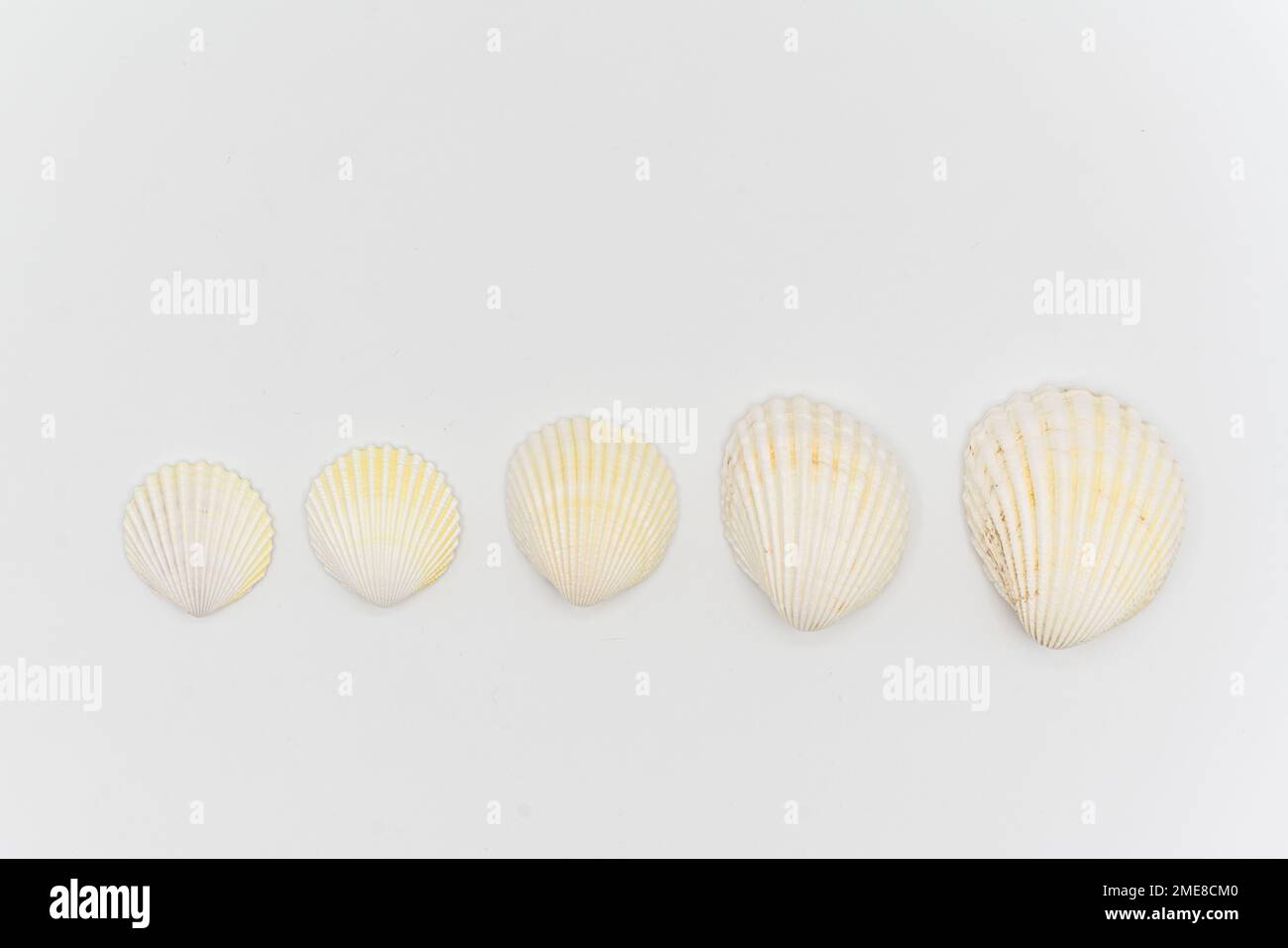 Isolated shells with white Background Stock Photo - Alamy