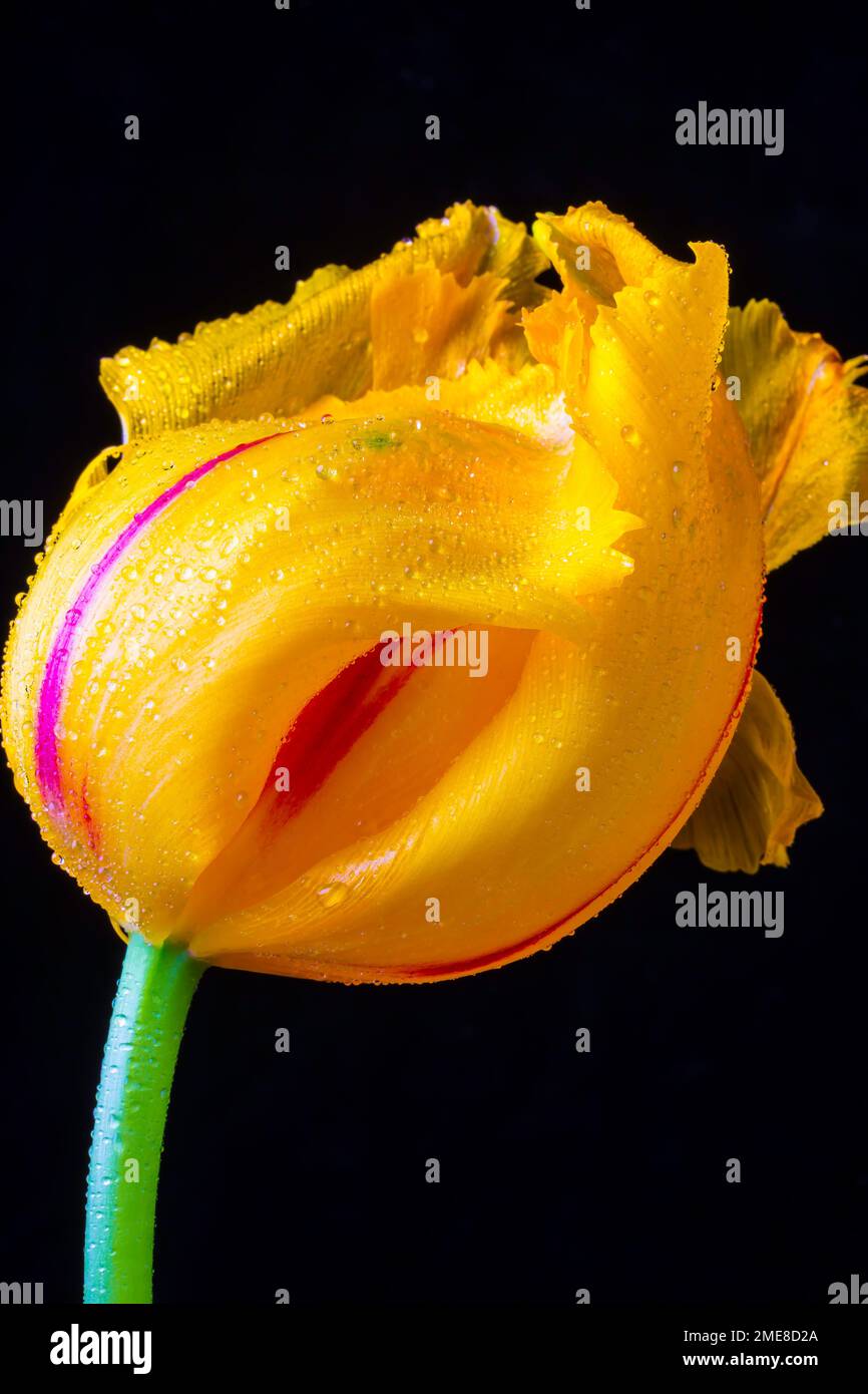 Curved stems hi-res stock photography and images - Alamy