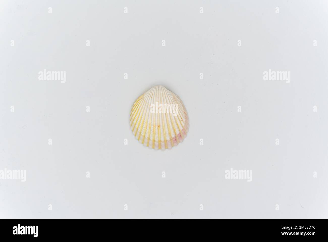 Sea shell , isolated on white background Stock Photo - Alamy