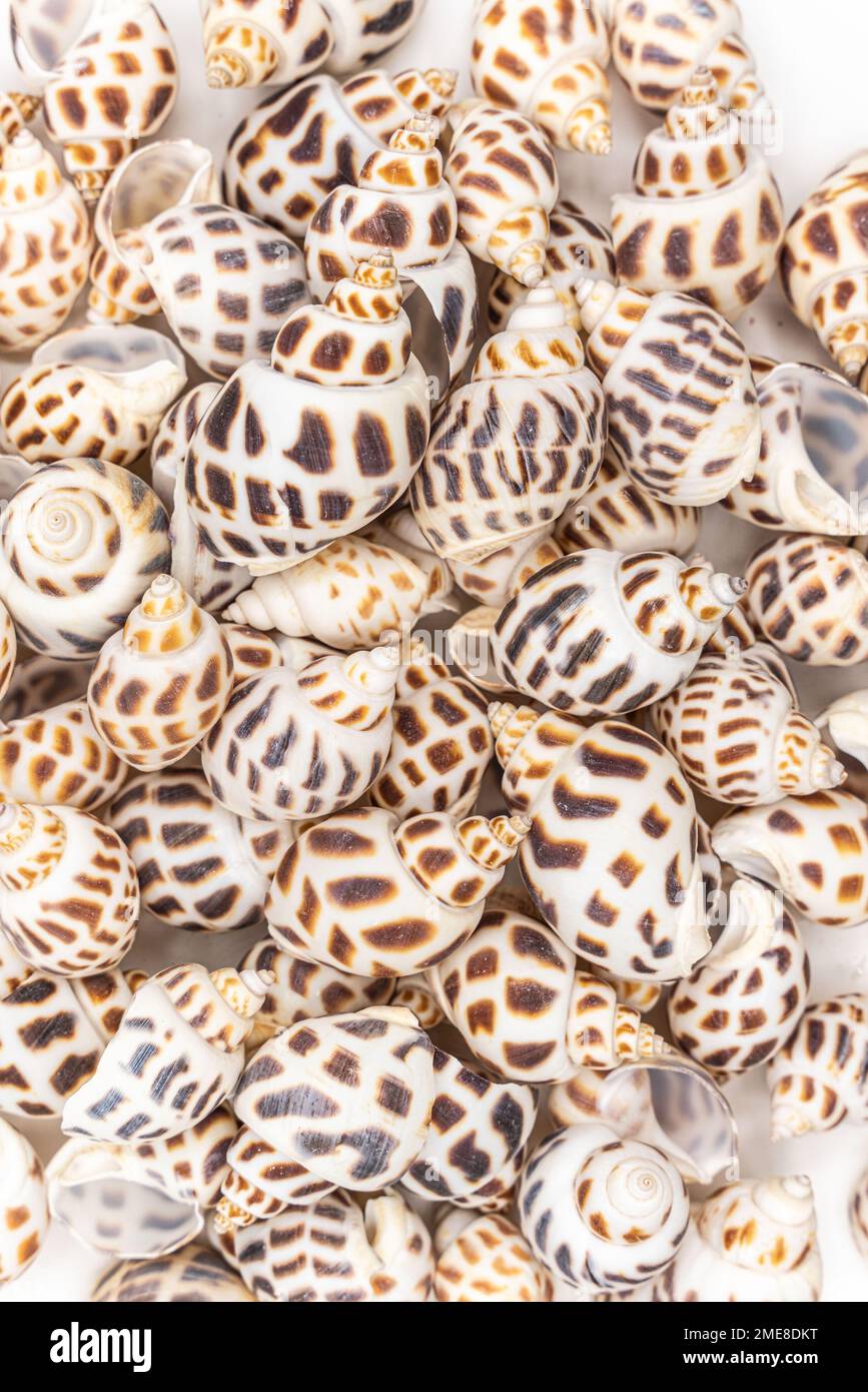 set of clam mollusc shells isolated on white background Stock Photo - Alamy