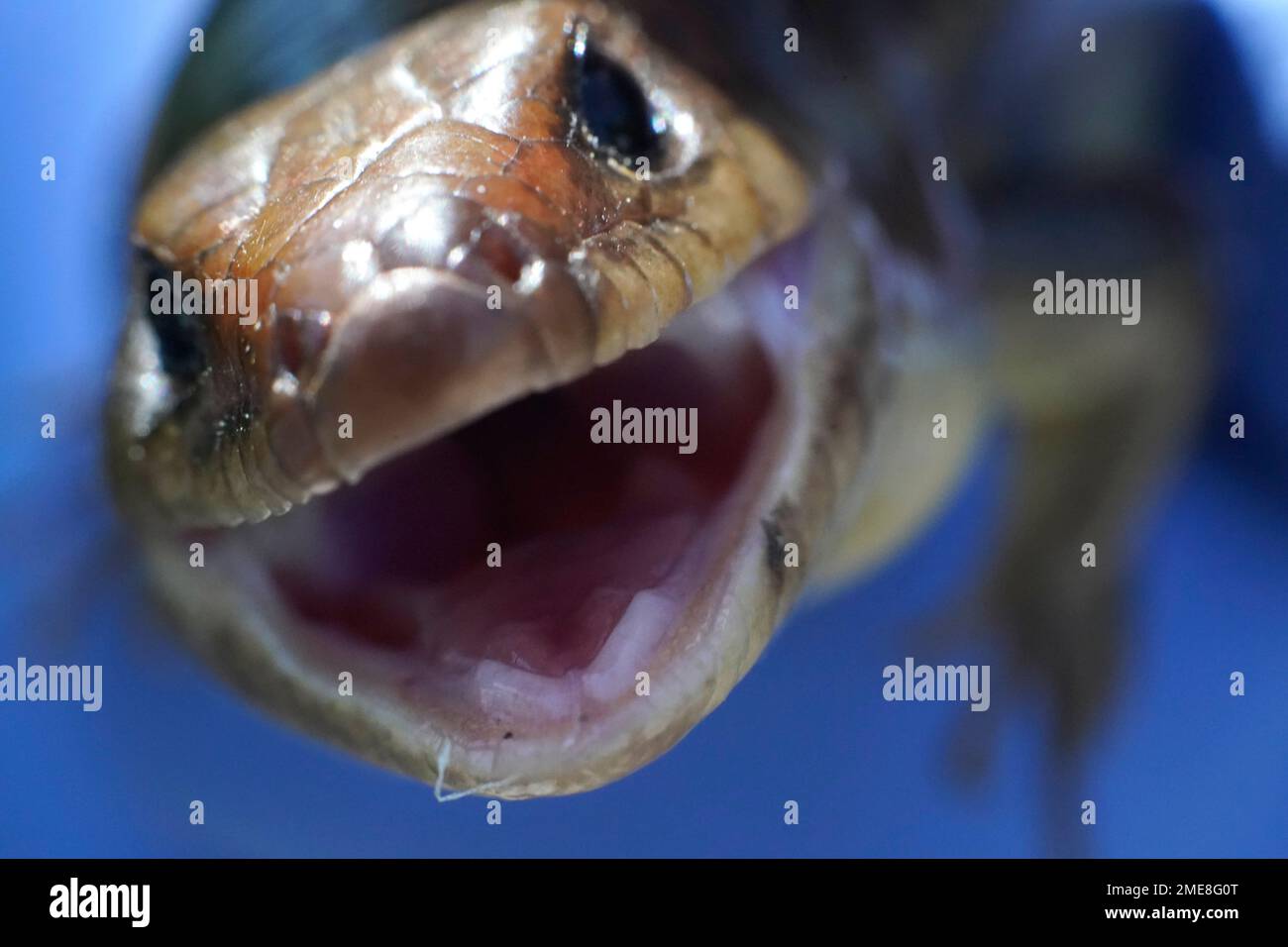 A female broad-headed skink opens her mouth, along Hog Bayou, part of ...